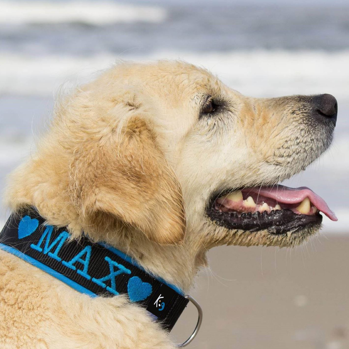 Dog Collars with Name & Number | Personalised Dog Collars UK – 4Kyon